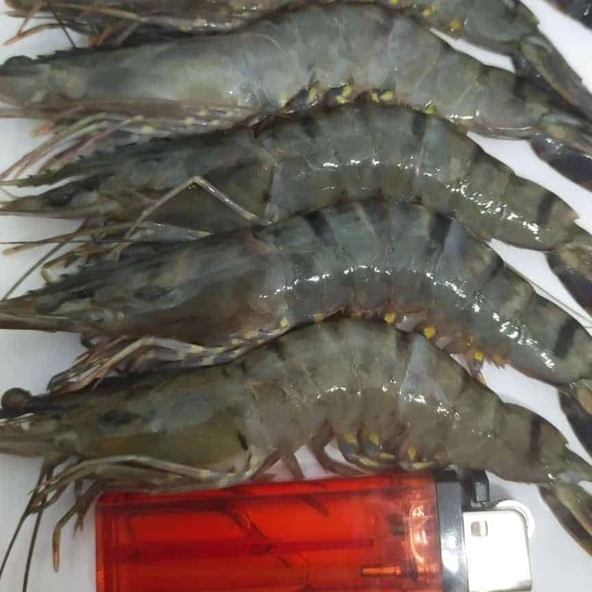 udang tiger – Pasar Segar