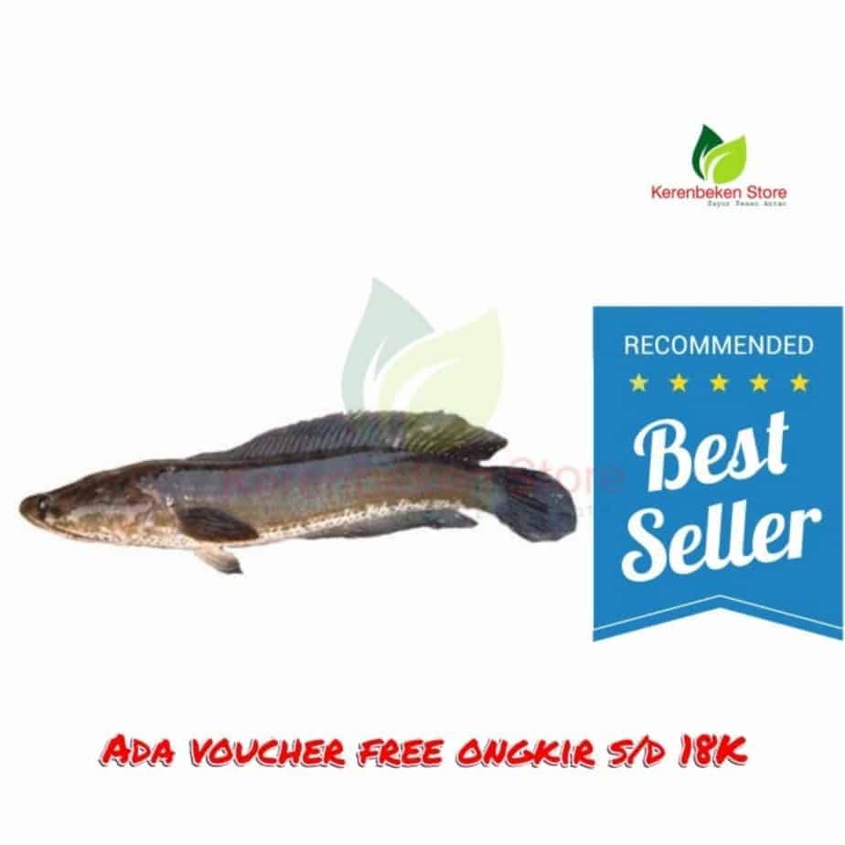Ikan gabus fresh per 500gr – Pasar Segar