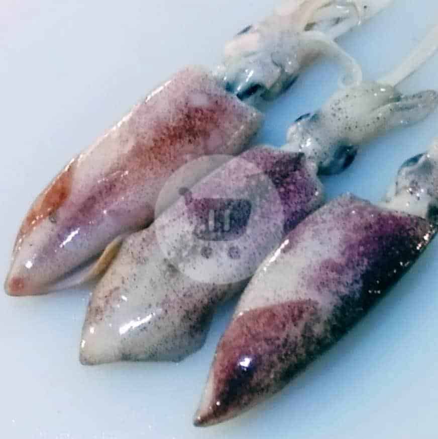 Cumi bangka 500 g – Pasar Segar