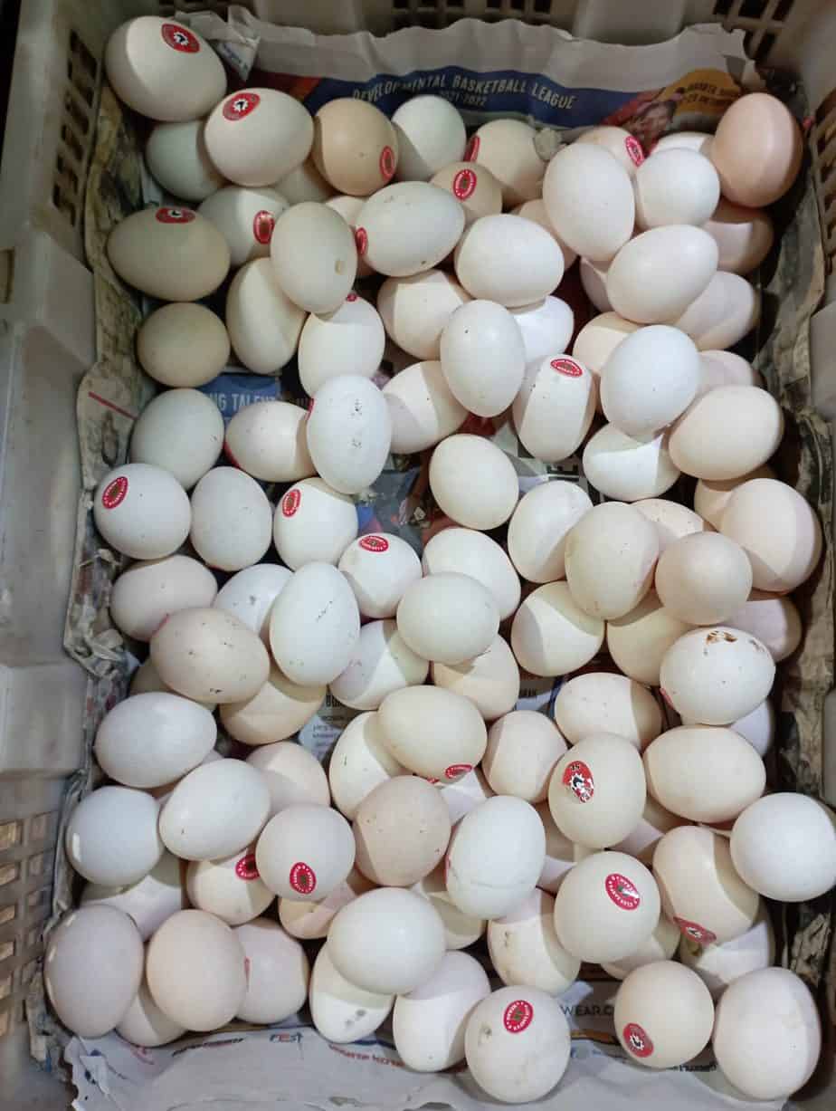 Telur Omega Ayam Kampung 5 butir – Pasar Segar