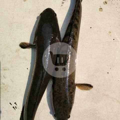 Ikan Gabus 1 kg – Pasar Segar