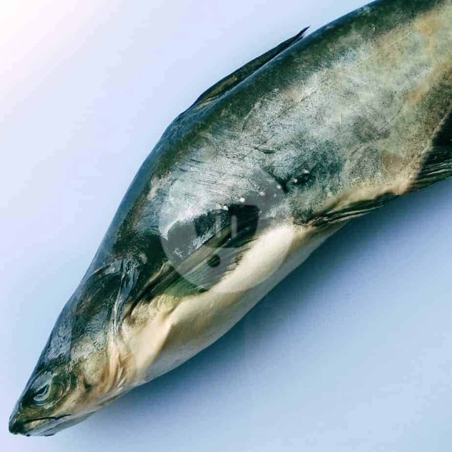 Ikan Patin Hitam 1 kg – Pasar Segar